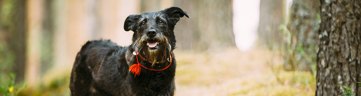 Pet Therapy Gel Packs | Caldera International, Inc.