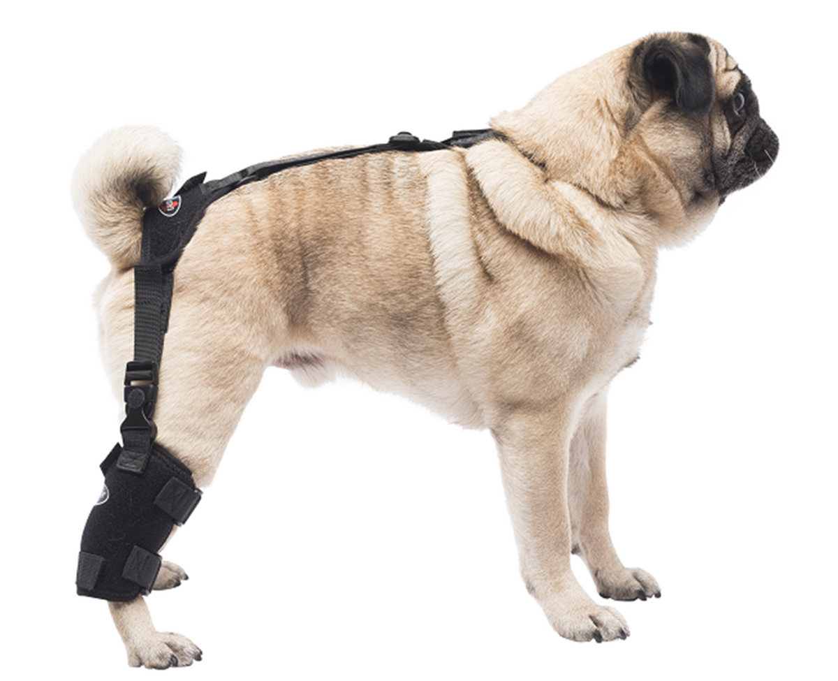 Small Universal Pet Therapy Wrap - Tarsal – Caldera International